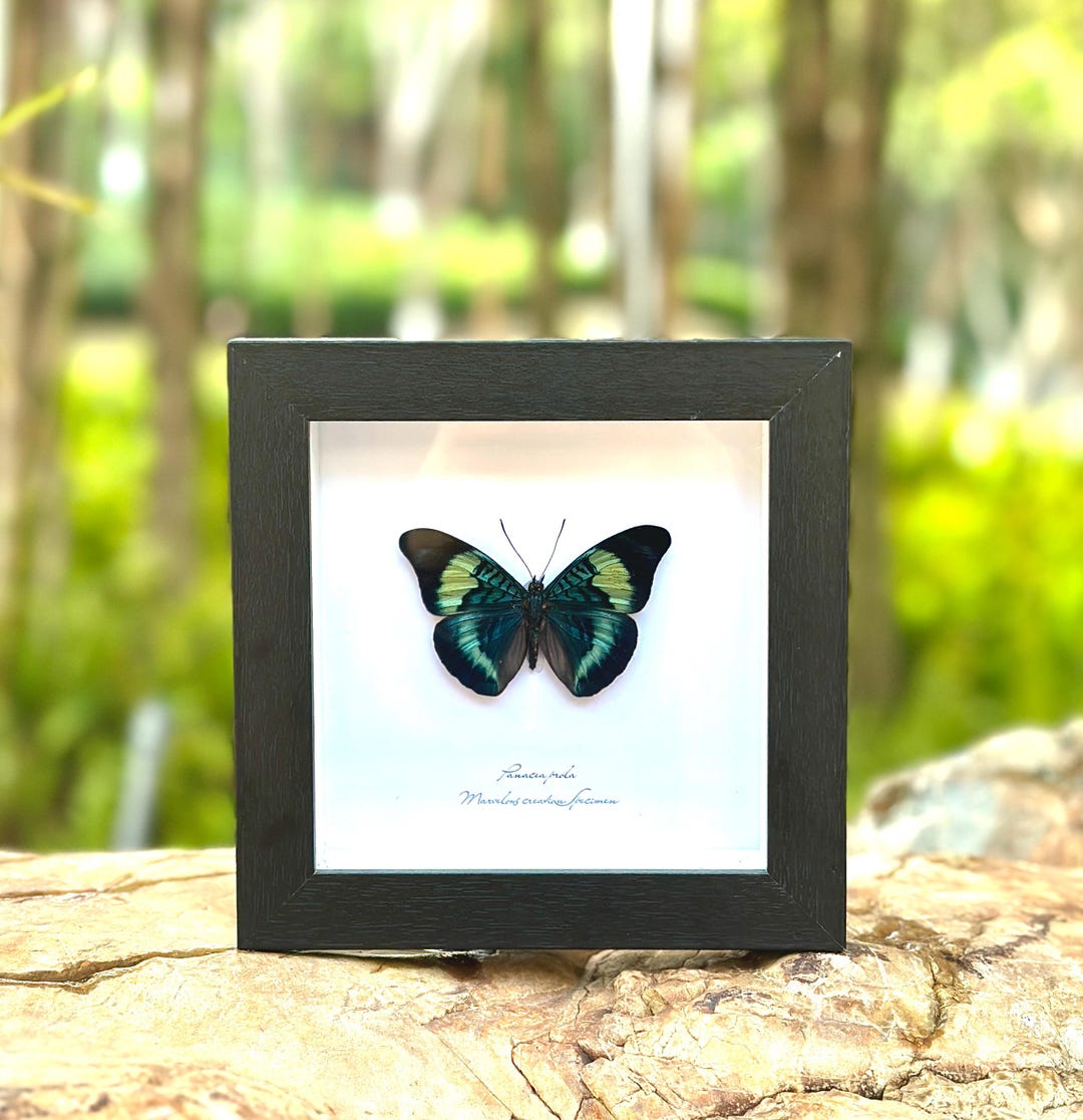 Framed Blue Butterfly, Procilla Beauty Butterfly, Real Butterfly Wall ...