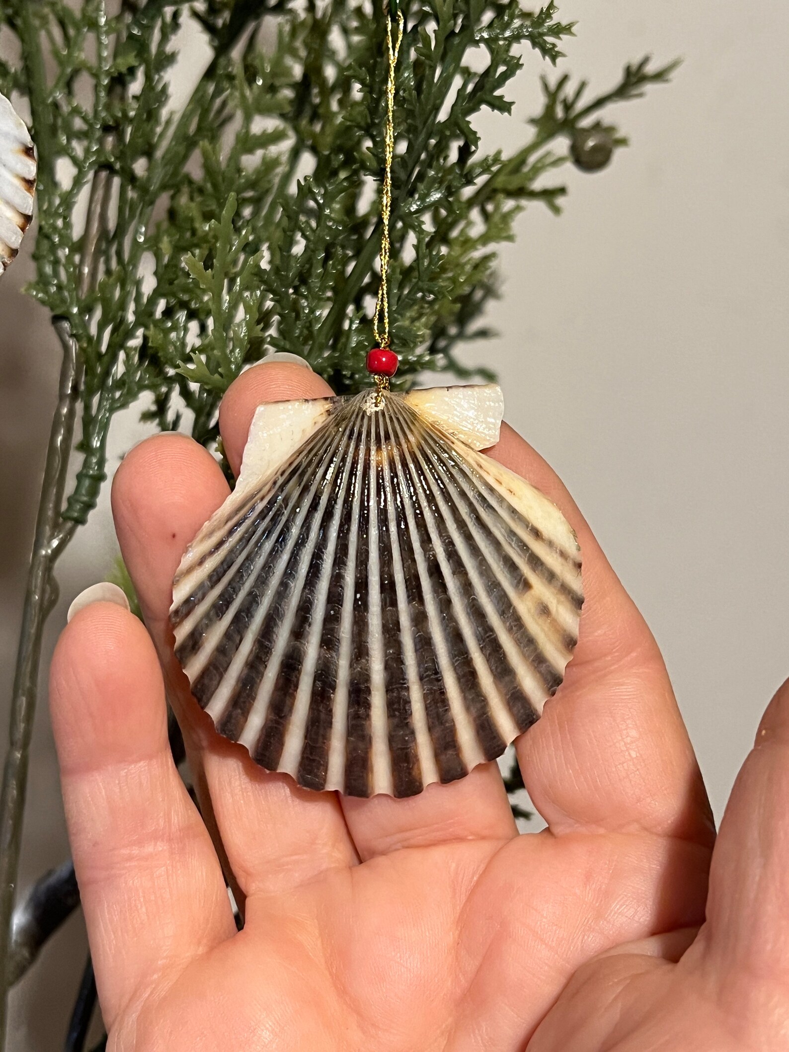 Set of 3 Scallop Shell Hand Made Ornaments With Pine and Holly, Free ...