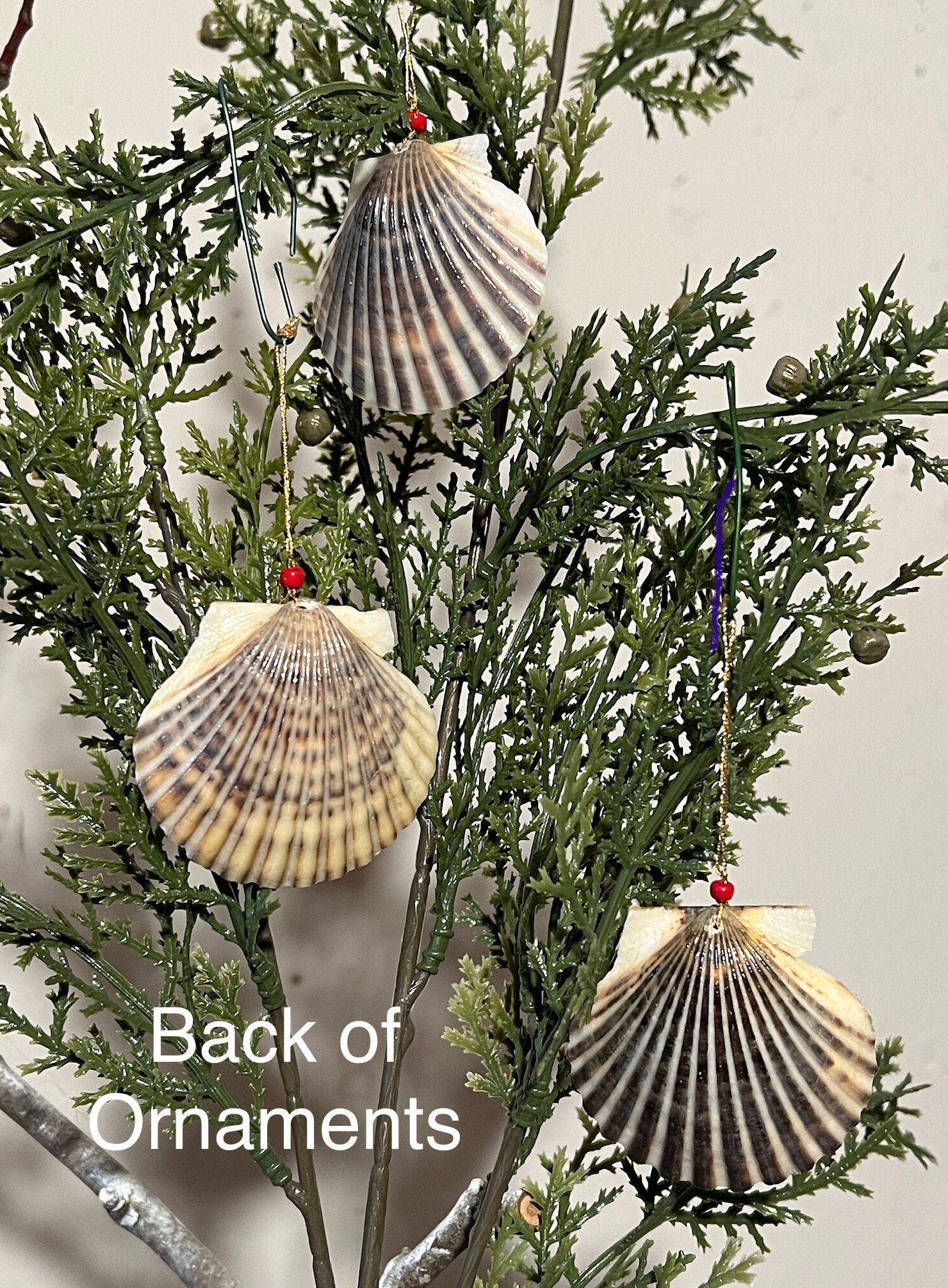 Set of 3 Scallop Shell Hand Made Ornaments With Pine and Holly, Free ...