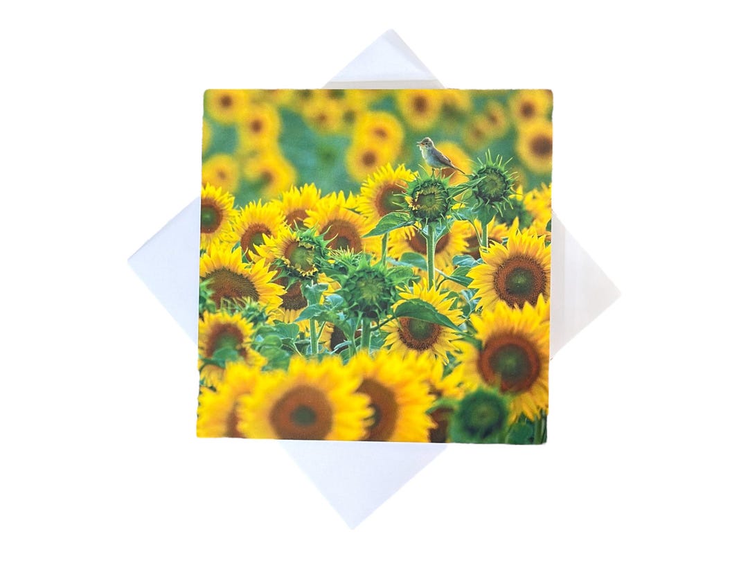 Wildlife Photographer of the Year Greeting Cards Handwritten Messages ...