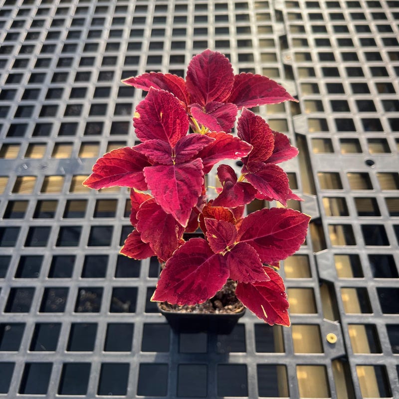Coleus - Etsy