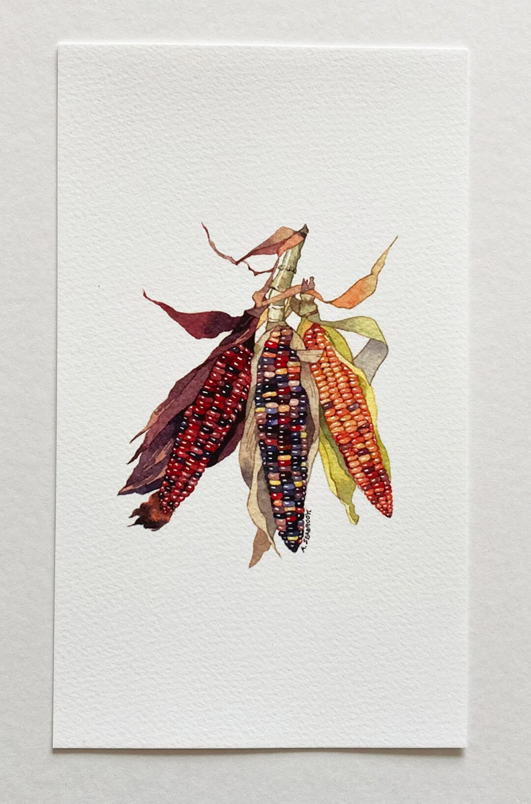 Indian Corn Print 5 X 7 Watercolor Indian Corn Print Harvest - Etsy