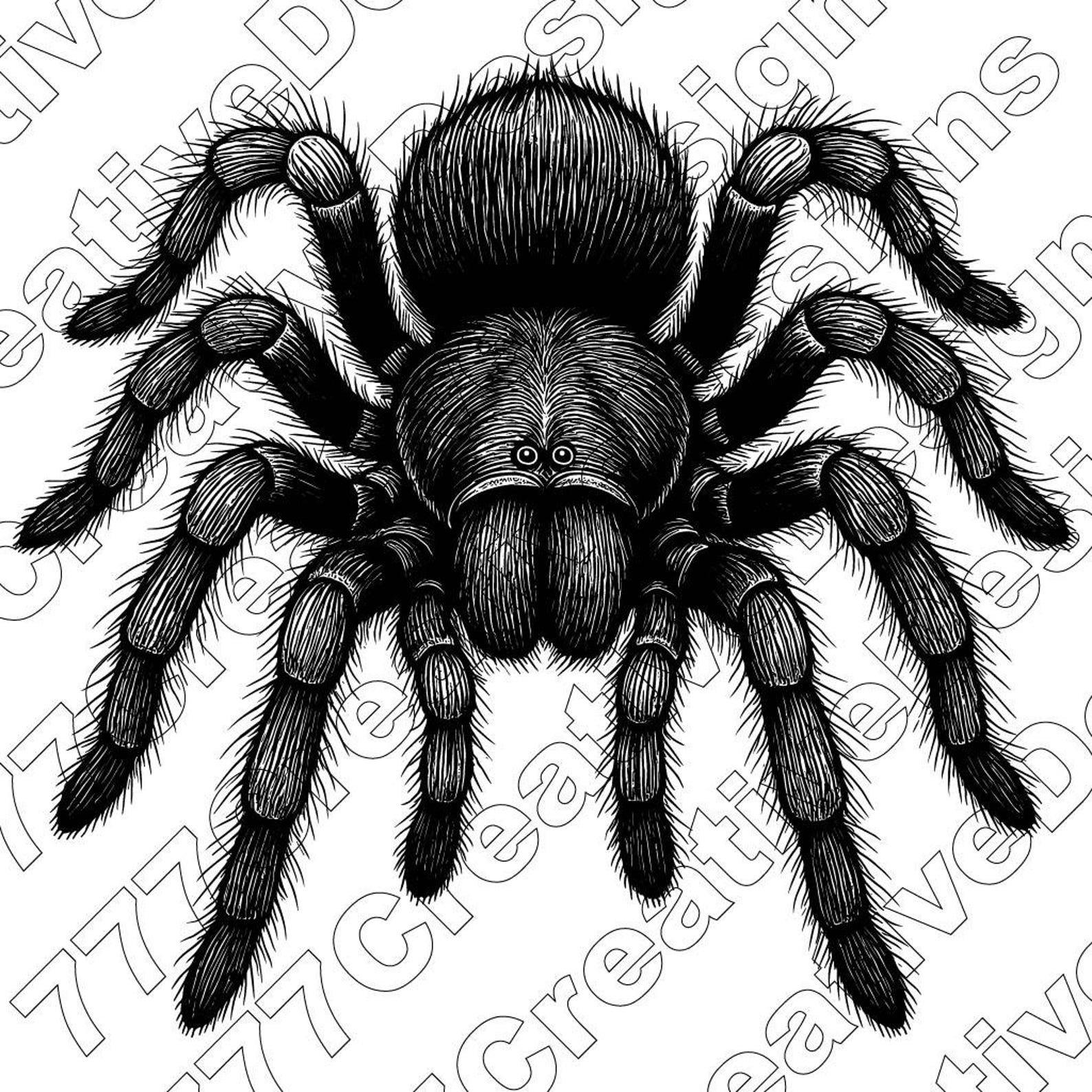 Tarantula Vector Illustration, Tarantula Svg, Tarantula Png, Tarantula ...