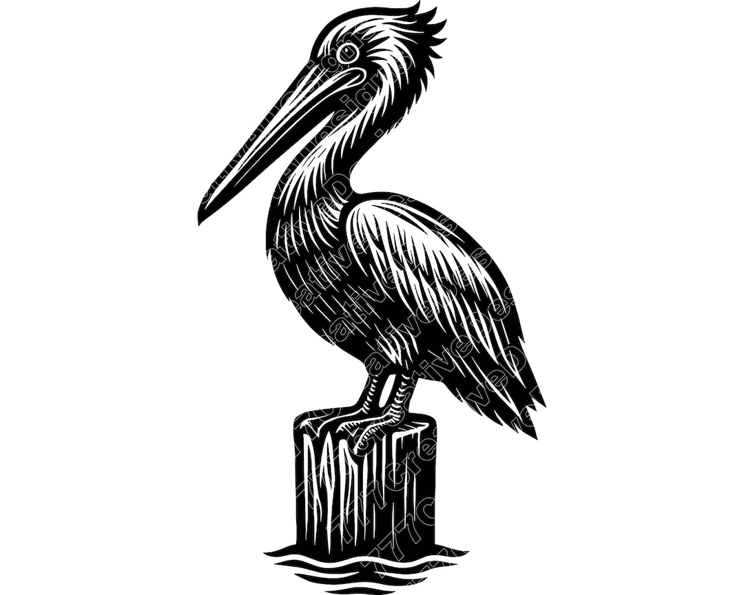 Pelican Vector Illustration, Pelican SVG, Pelican PNG, JPG, Pelican Art ...