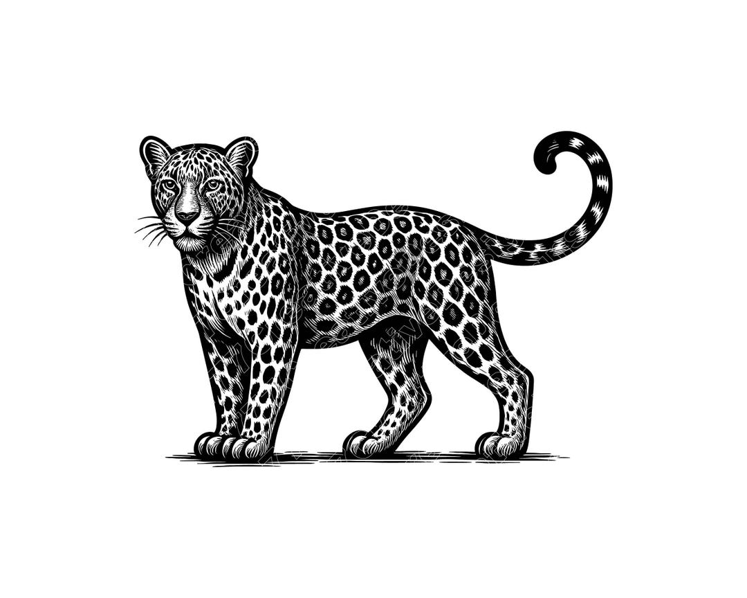 Leopard Full Body Vector Illustration, Leopard SVG, Leopard PNG, JPG ...