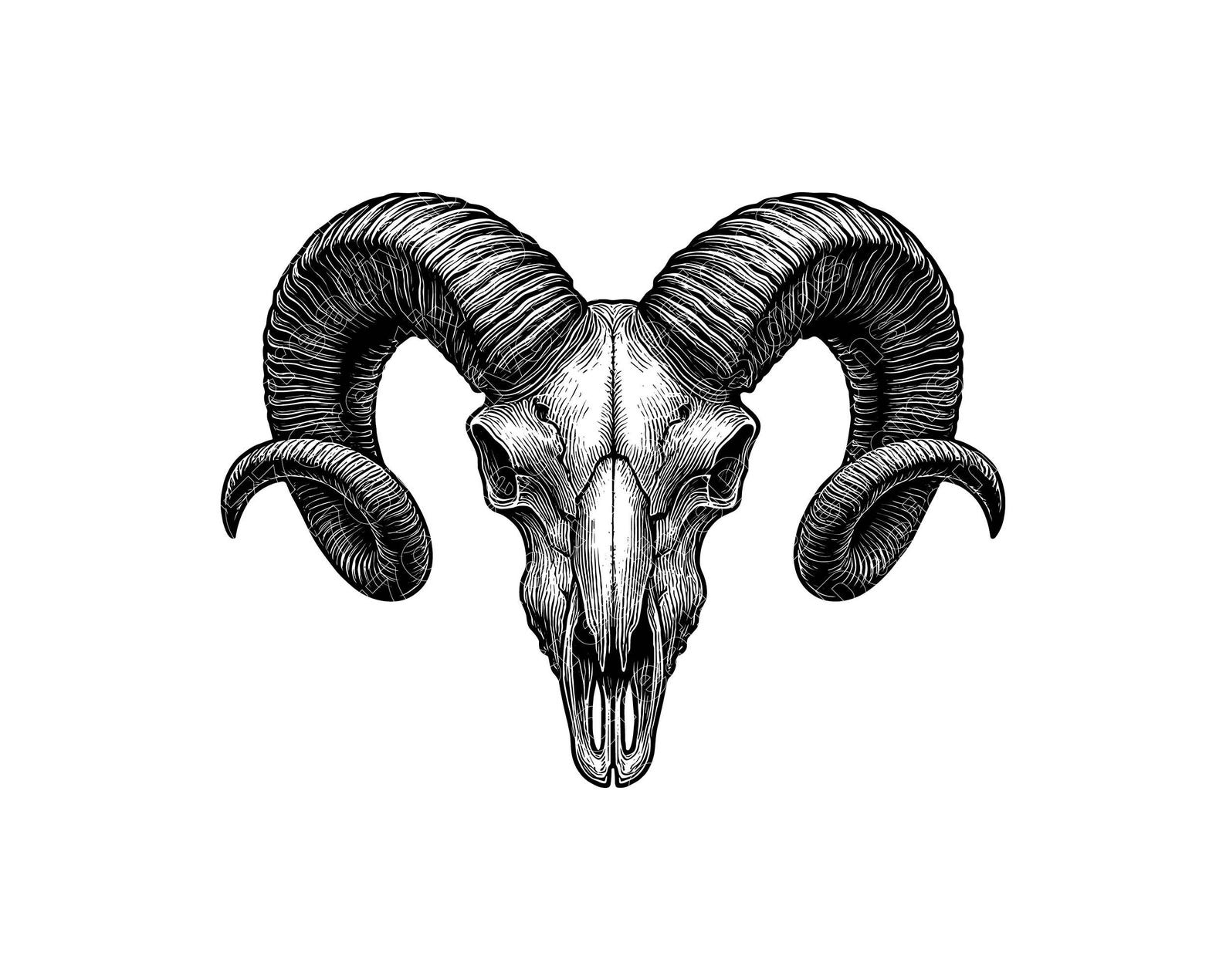 Ram Skull Vector Illustration, Ram Skull SVG, Ram Skull PNG, Ram Skull ...
