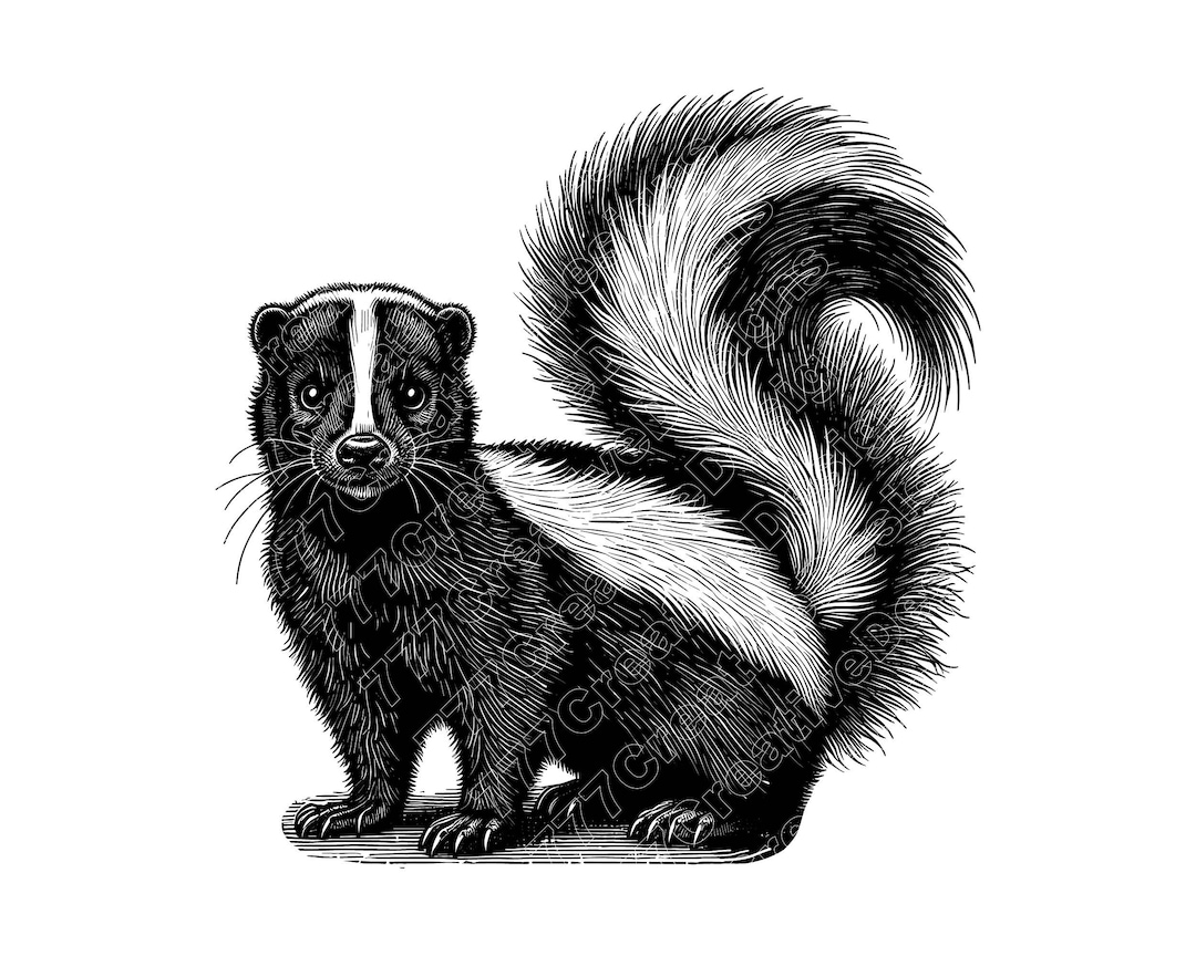 Skunk Vector Illustration, Skunk SVG, Skunk PNG, Skunk JPG, Skunk Art ...