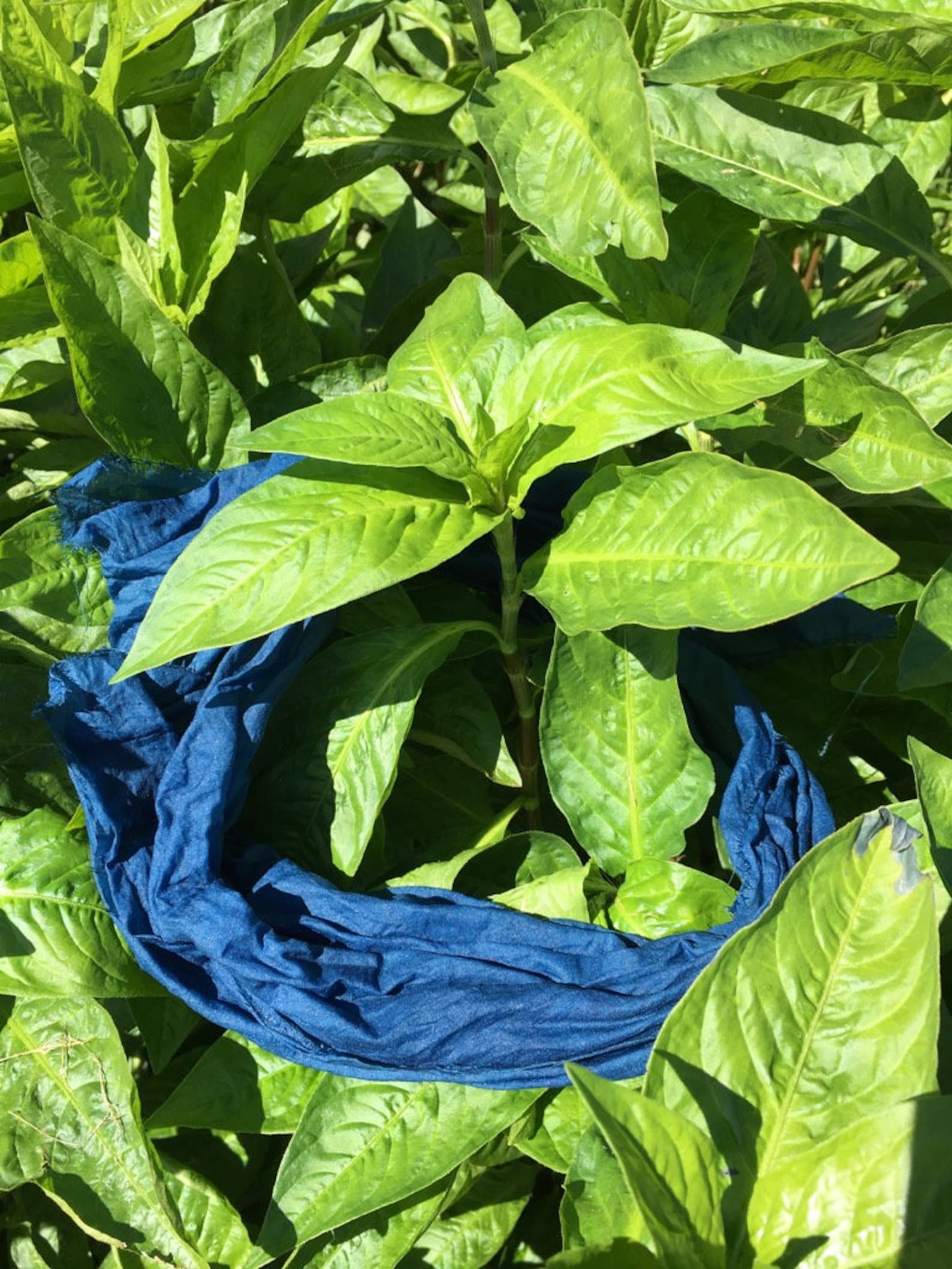 Indigo Paste, 100g - Etsy