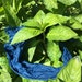 Indigo Paste, 100g - Etsy