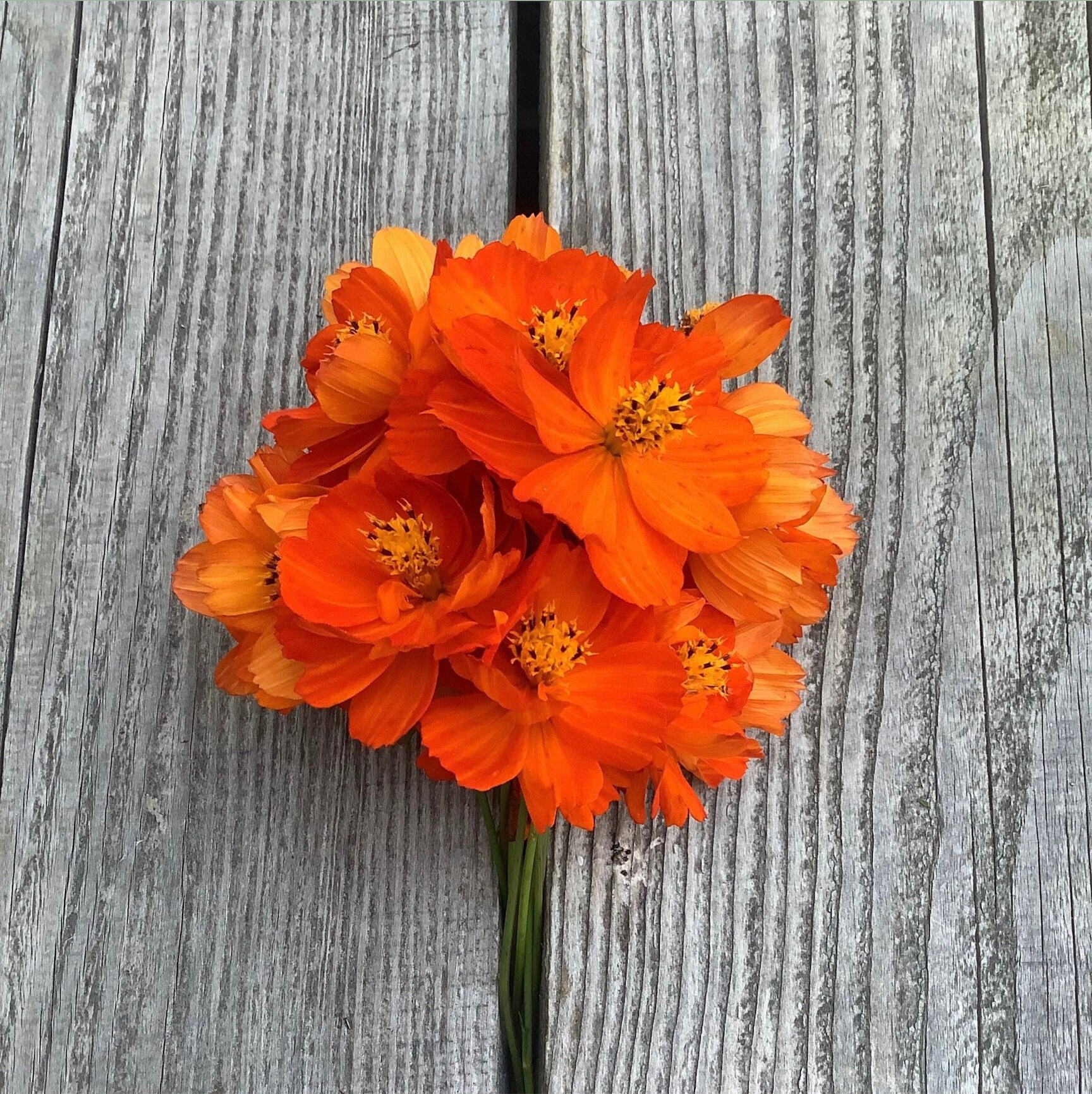 Natural Dye Supplies, Books, Instructions and USA Grown Seeds and Dyes ...