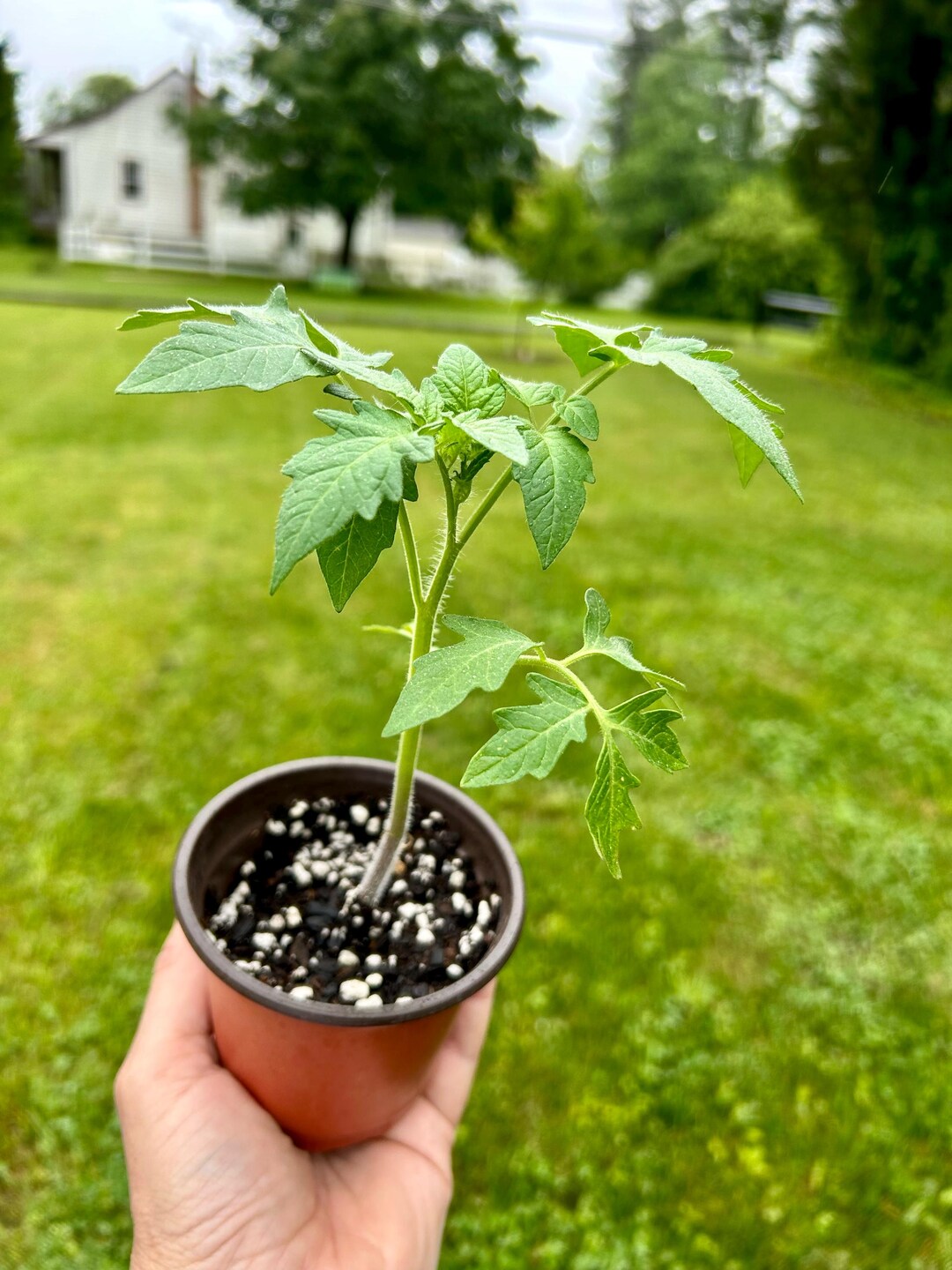 Heirloom Tomato Starters, Maryland Eastern Shore Organic Beefsteak - Etsy