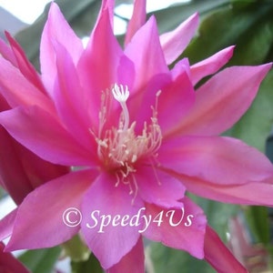 Dragonheart Epiphyllum Orchid Cactus Cutting - Etsy