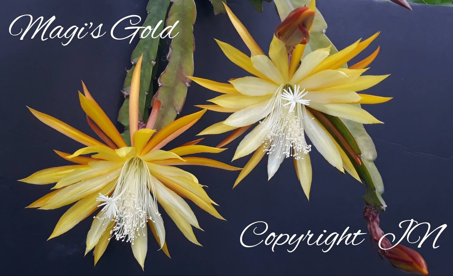 Extremely Limited Magi's Gold Epiphyllum Orchid Cactus - Etsy
