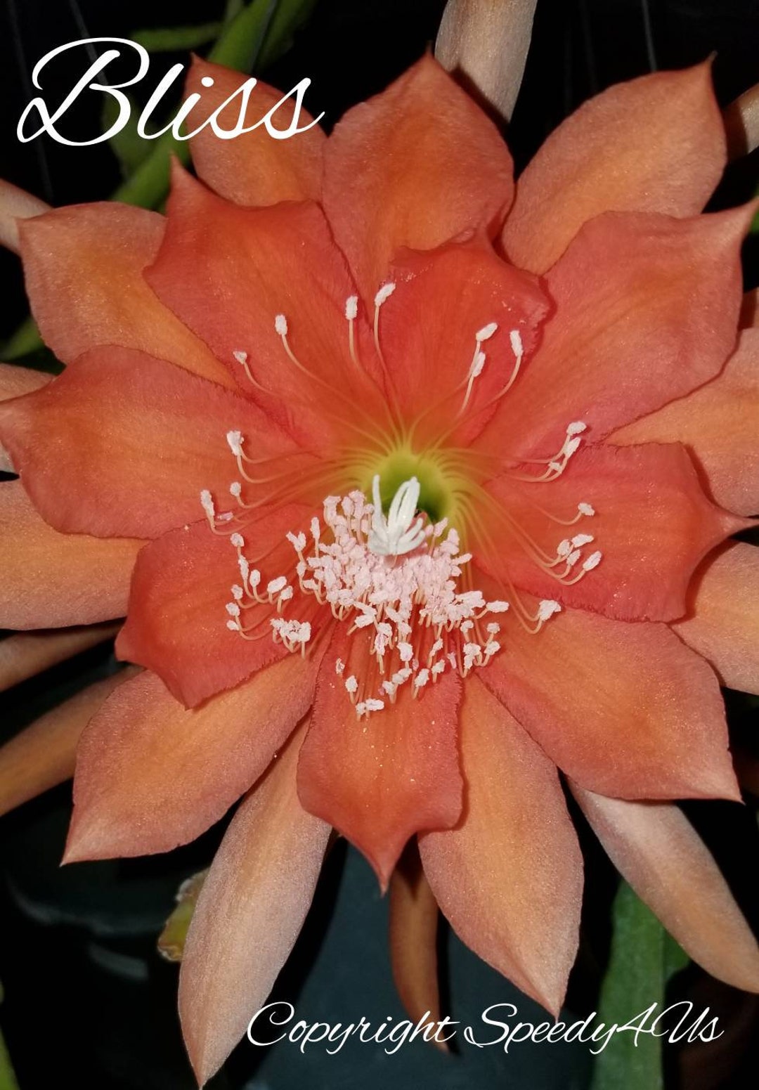 Bliss Epiphyllum Orchid Cactus Cutting - Etsy