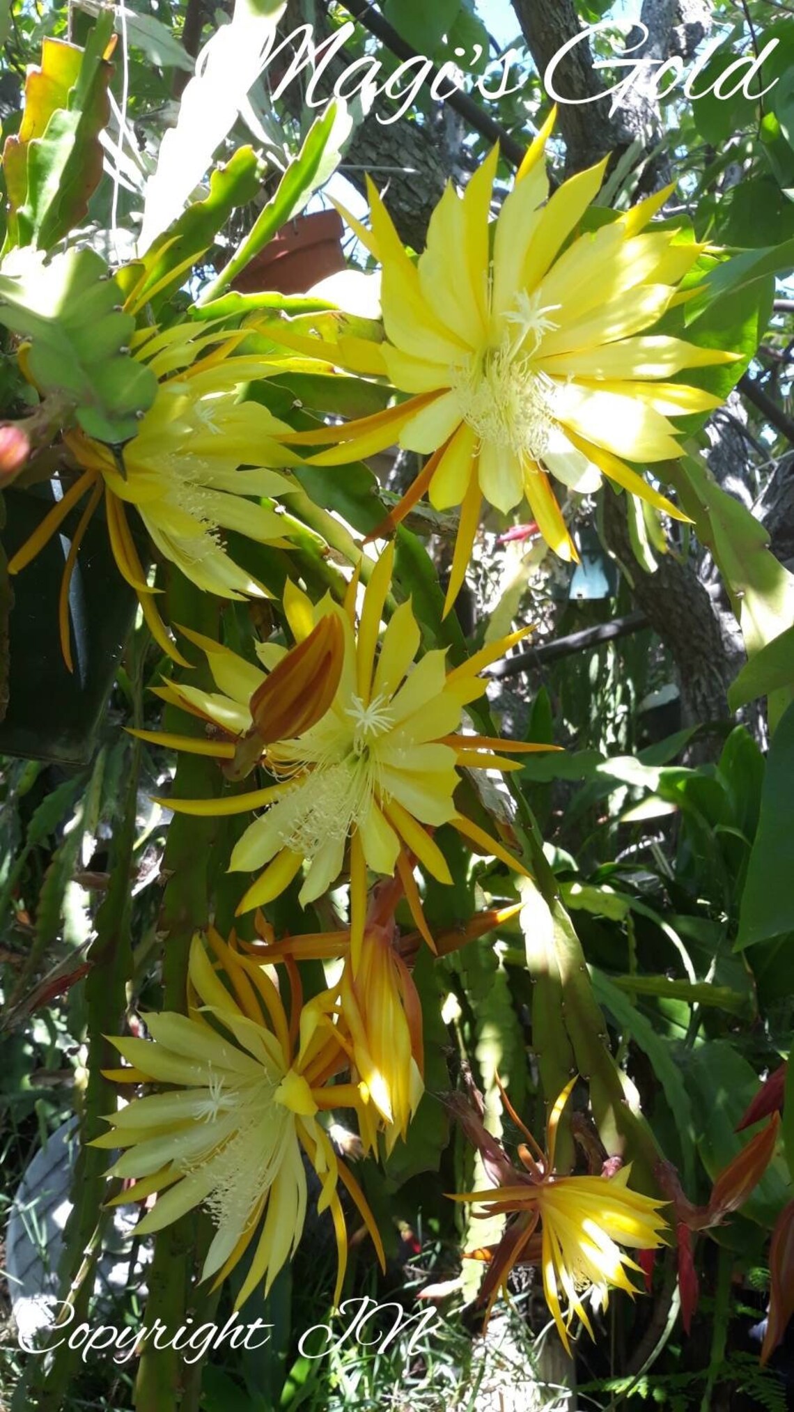 Extremely Limited Magi's Gold Epiphyllum Orchid Cactus | Etsy