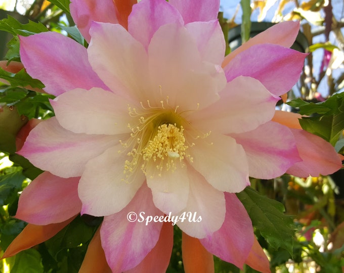 Limited! Mojave Gold Epiphyllum Orchid Cactus Cutting - Etsy