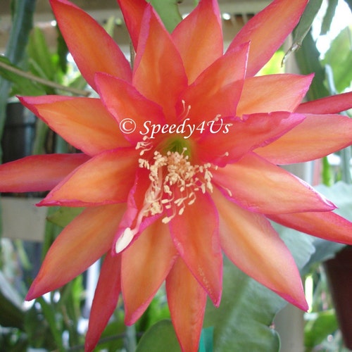 Houseplant Orchid Cactus Cereus Epiphyllum Live Flower Plant - Etsy