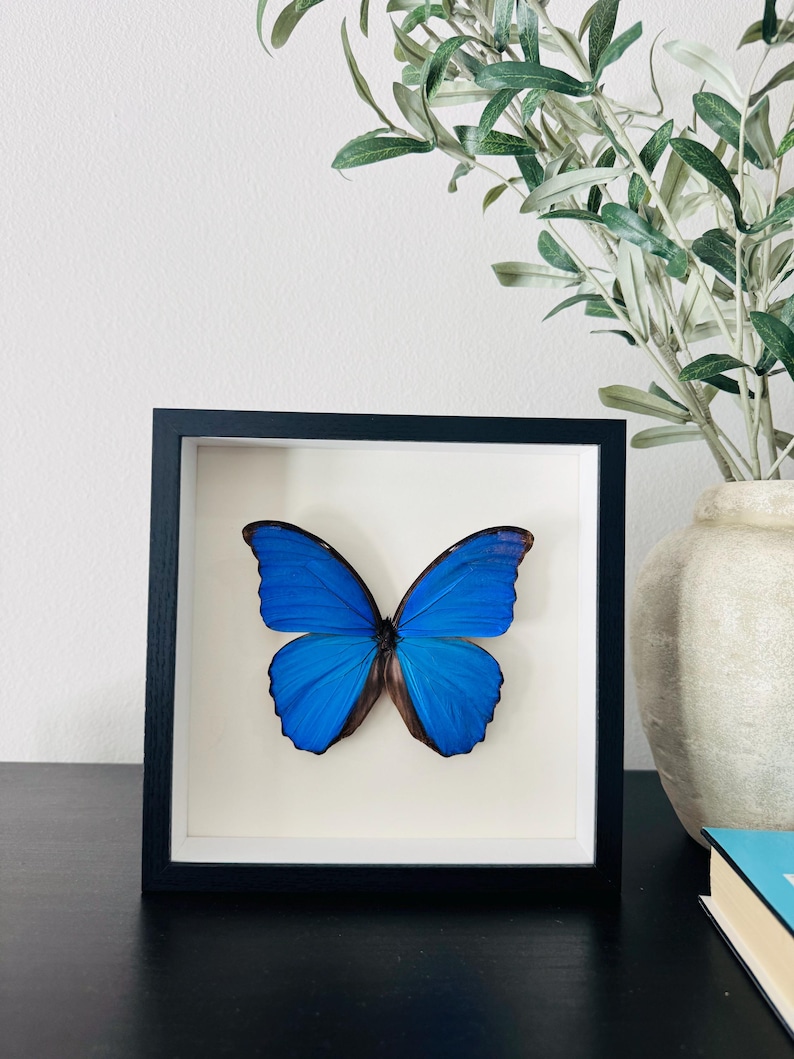 Blue Morpho Butterfly (morpho Didius) | Framed Real Butterfly Specimen ...