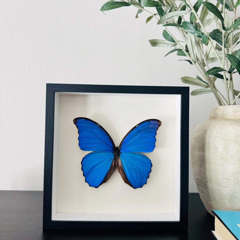 Butterflies Wall Art Real - Etsy