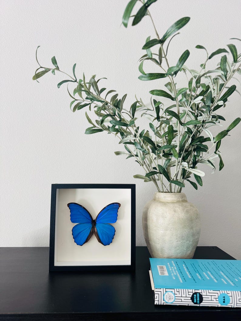 Blue Morpho Butterfly (morpho Didius) | Framed Real Butterfly Specimen ...