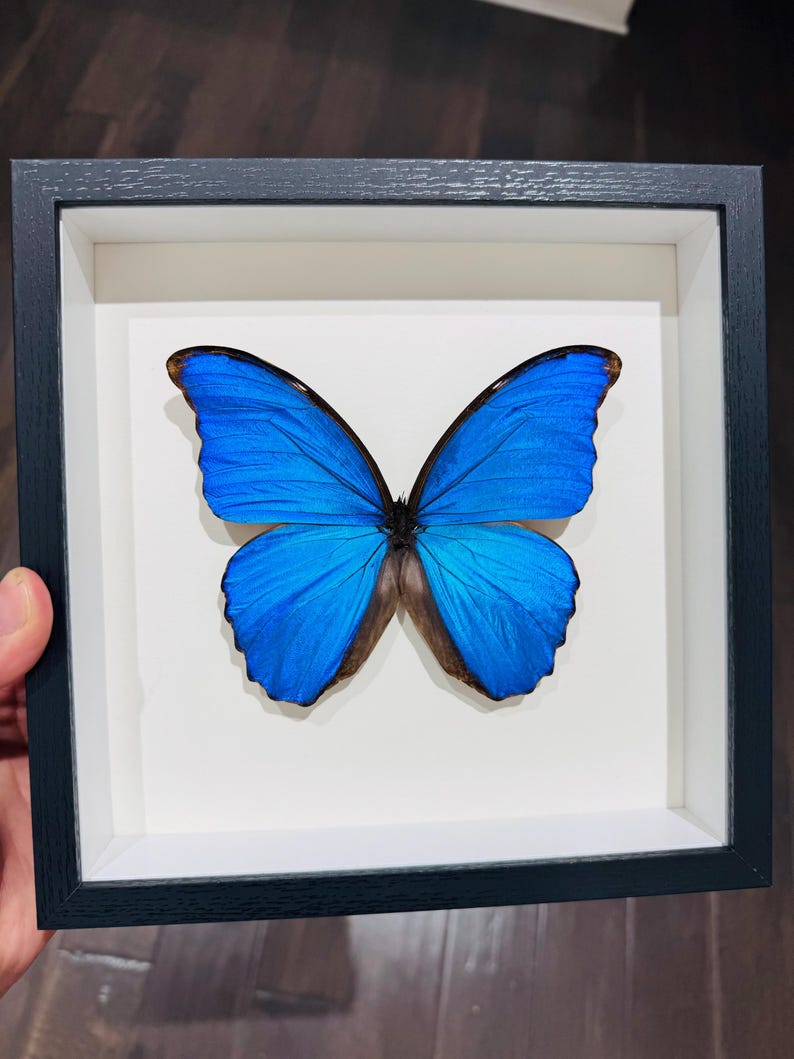 Blue Morpho Butterfly (morpho Didius) | Framed Real Butterfly Specimen ...