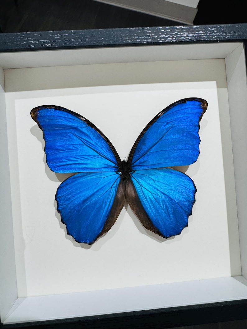 Blue Morpho Butterfly (morpho Didius) | Framed Real Butterfly Specimen ...