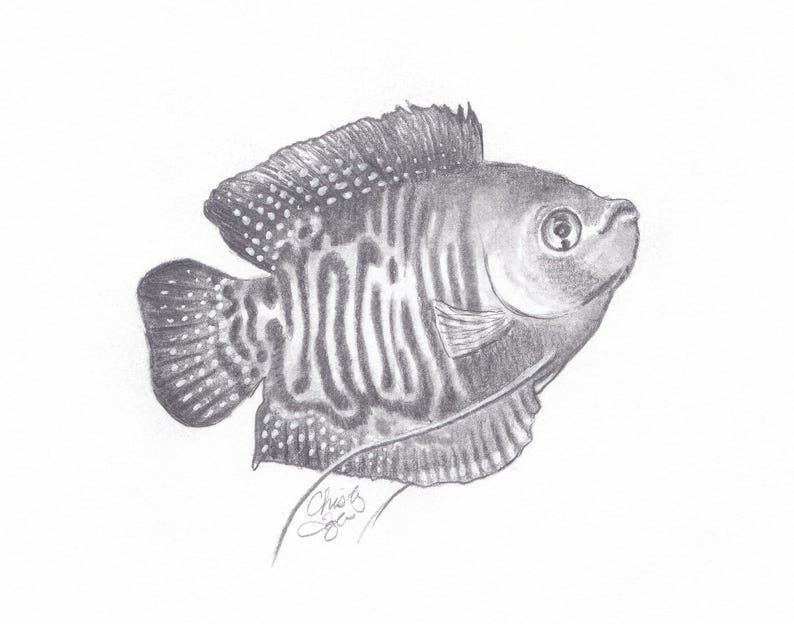 Fine Art Printable | Gourami Digital Download | Hand Drawn Sketch ...