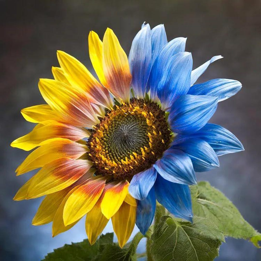 30 Seeds Yellow Blue Sunflowers | Rare Organic Seeds - Etsy
