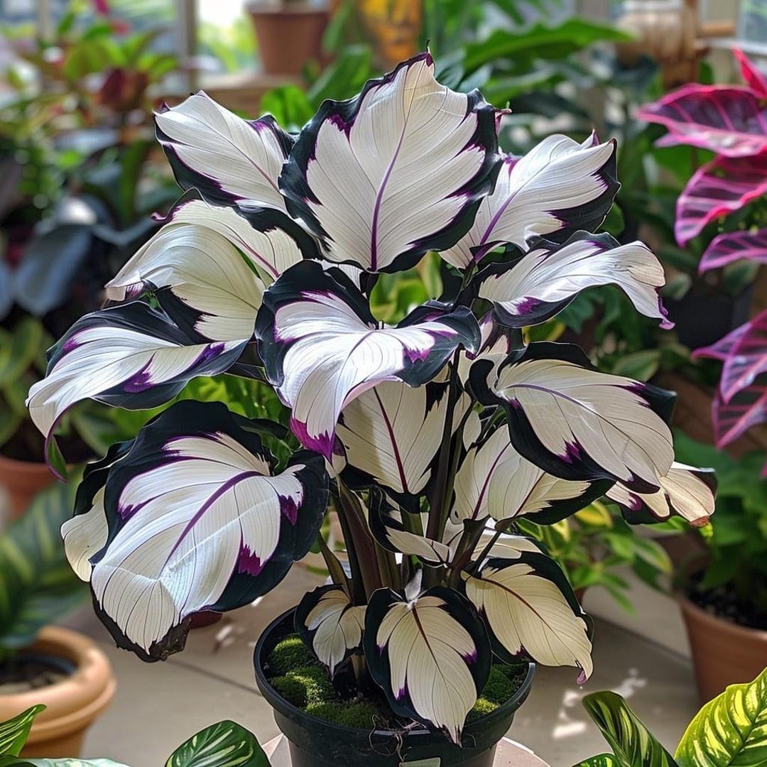 25+ Seeds Tip Calathea – Couture Flower Indoor Outdoor Plant - Etsy