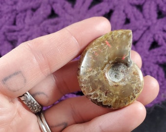 1 Medlrg Red Fire AMMONITE Opalized Fossil Whole Shell Nautilus ...