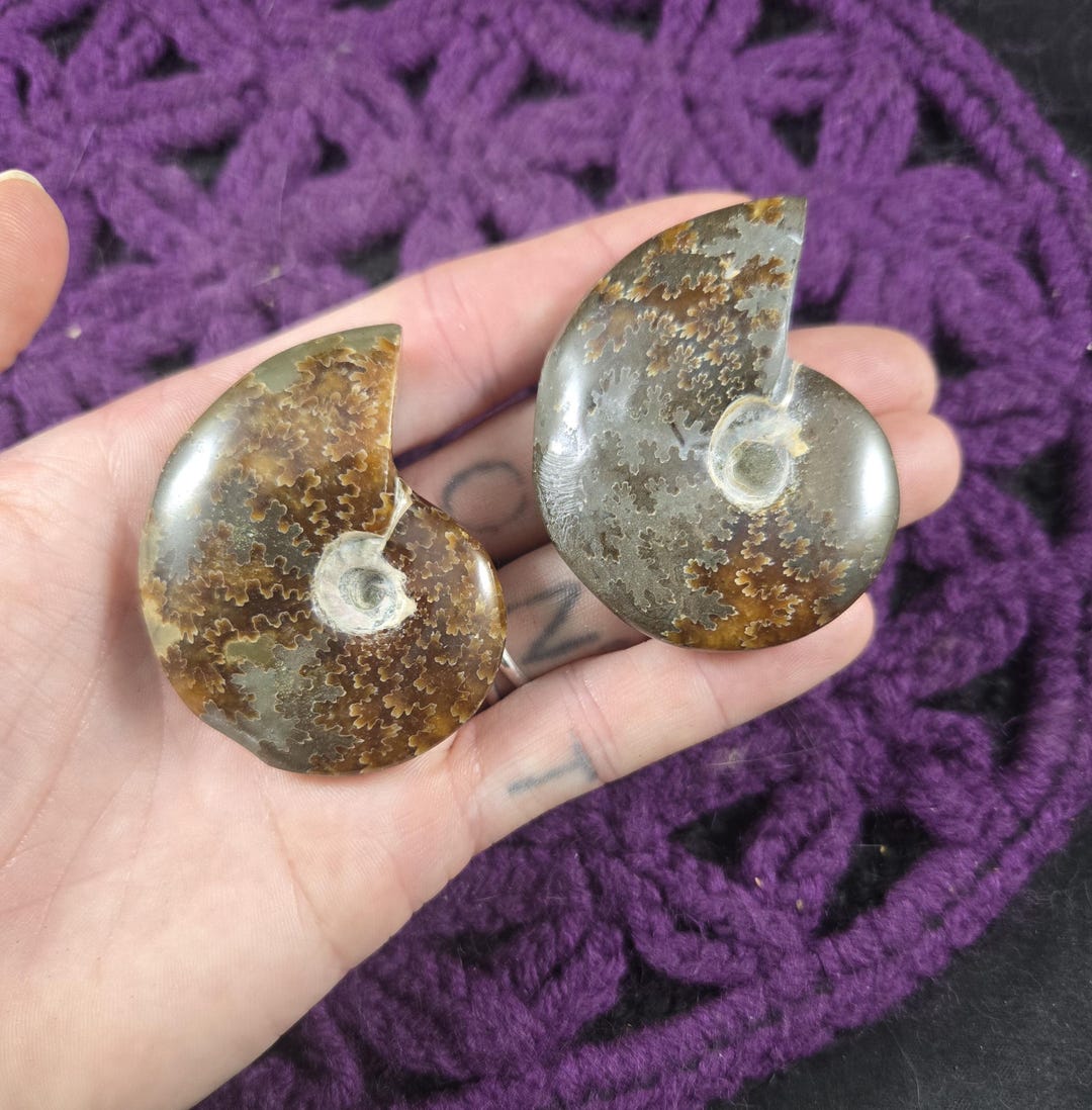 2 Whole Ammonites Polished Whole Shell Stones Crystals Fossil Polished ...