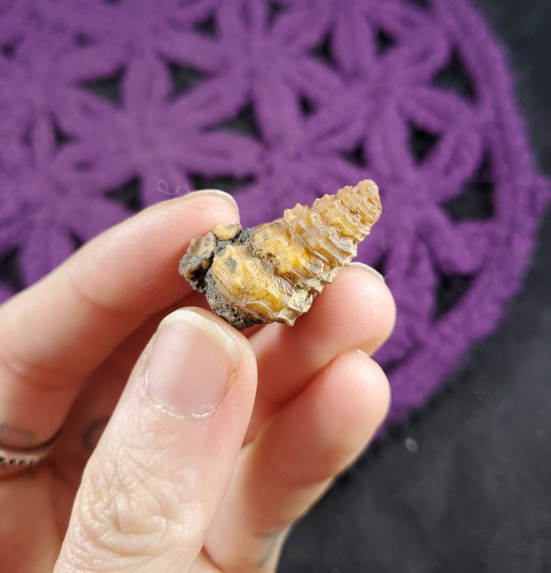 Agatized Spiny Gastropod Shell Stone Crystal Natural Carnelian Fossil ...