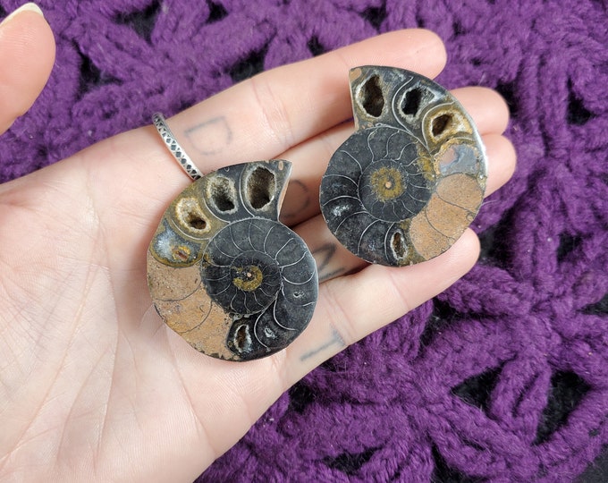 Rare Black Ammonite Split Pair Polished Shell Stones Crystals Fossil ...
