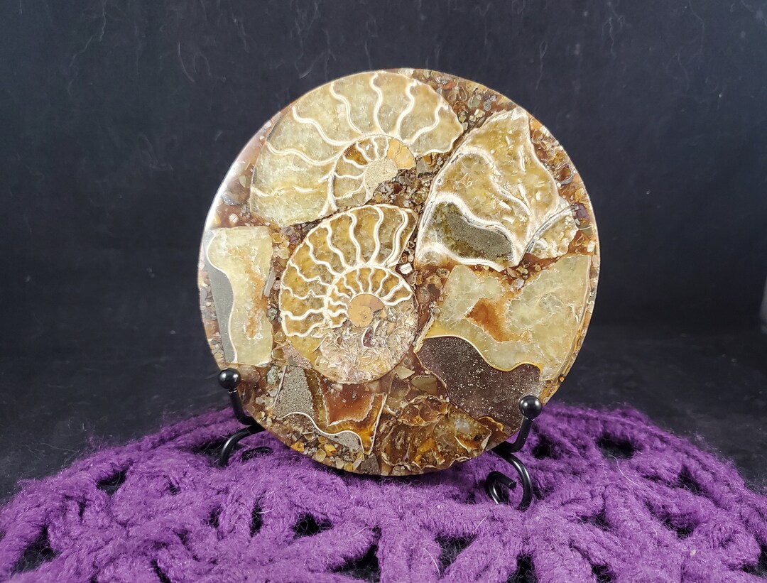 Ammonite Slice Disc Polished Display Plate Stones Crystals Fossil ...