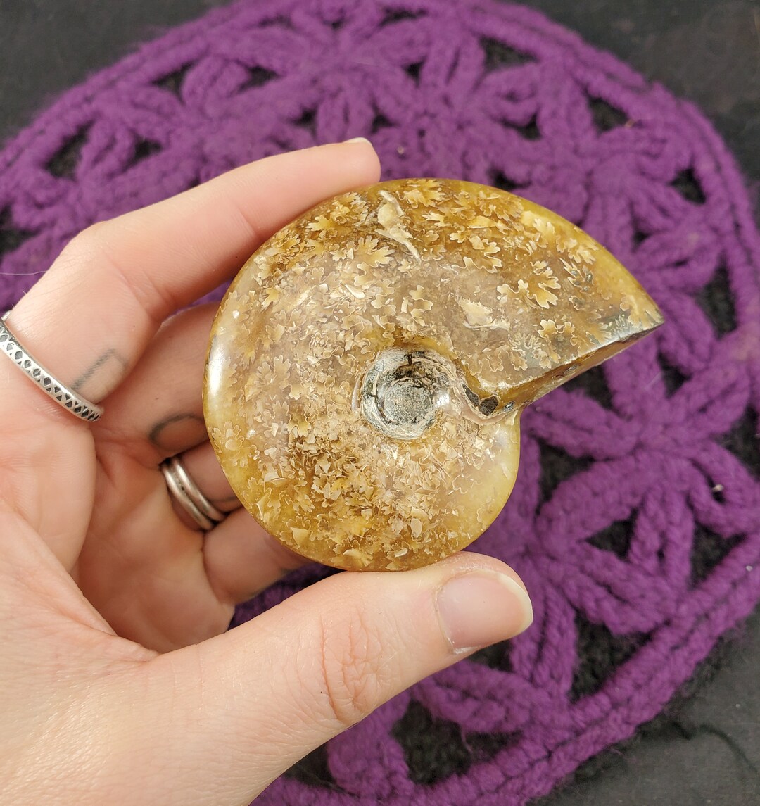 Whole Ammonite Polished Blonde Large Whole Shell Stones Crystals Fossil ...