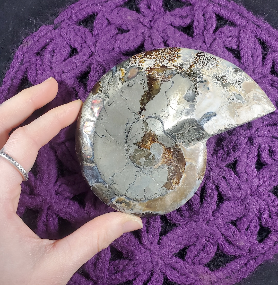 Pyritized Ammonite Dish Polished Display Plate Pyrite Stones Crystals ...