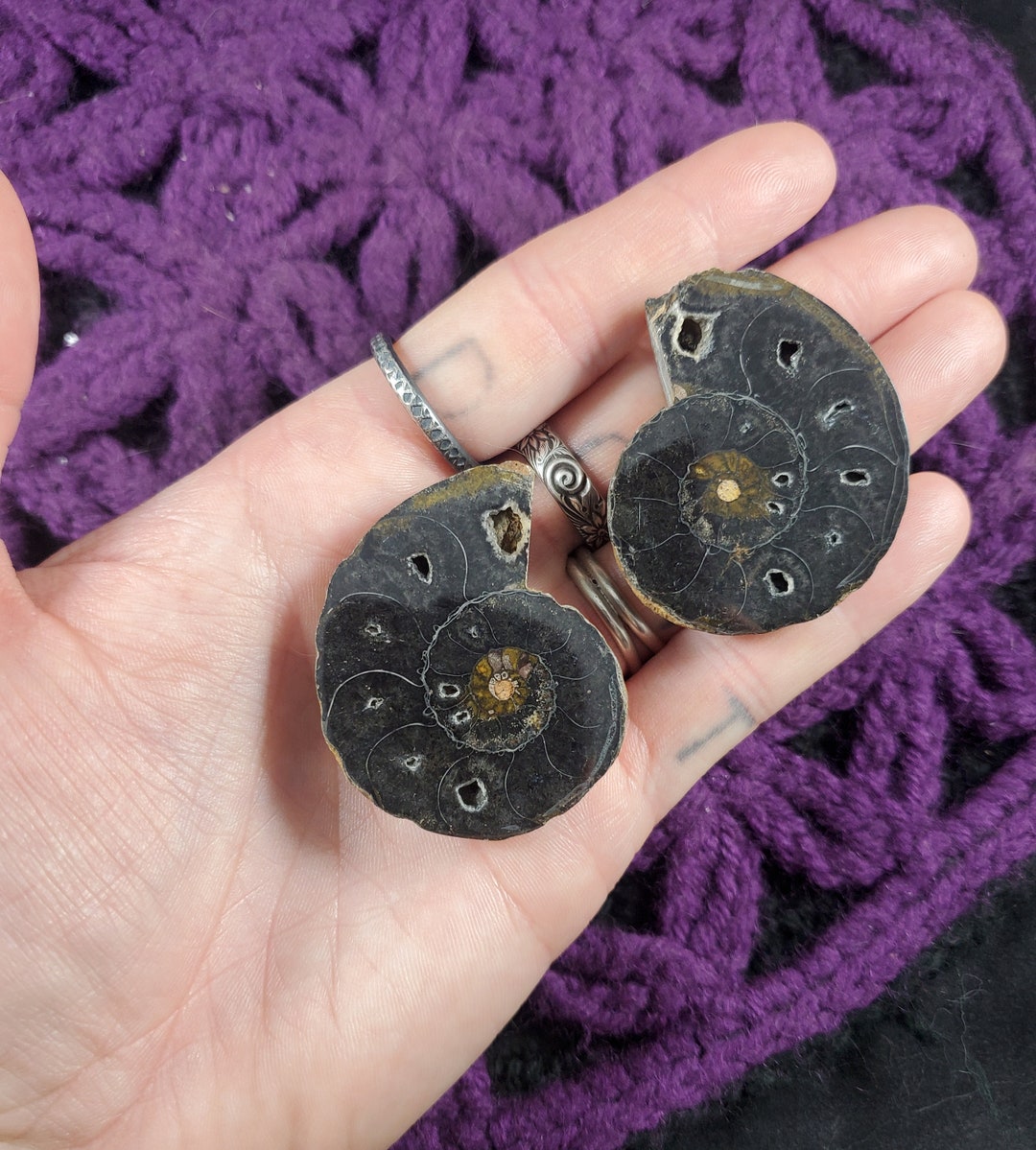 Rare Black Ammonite Split Pair Polished Shell Stones Crystals Fossil ...