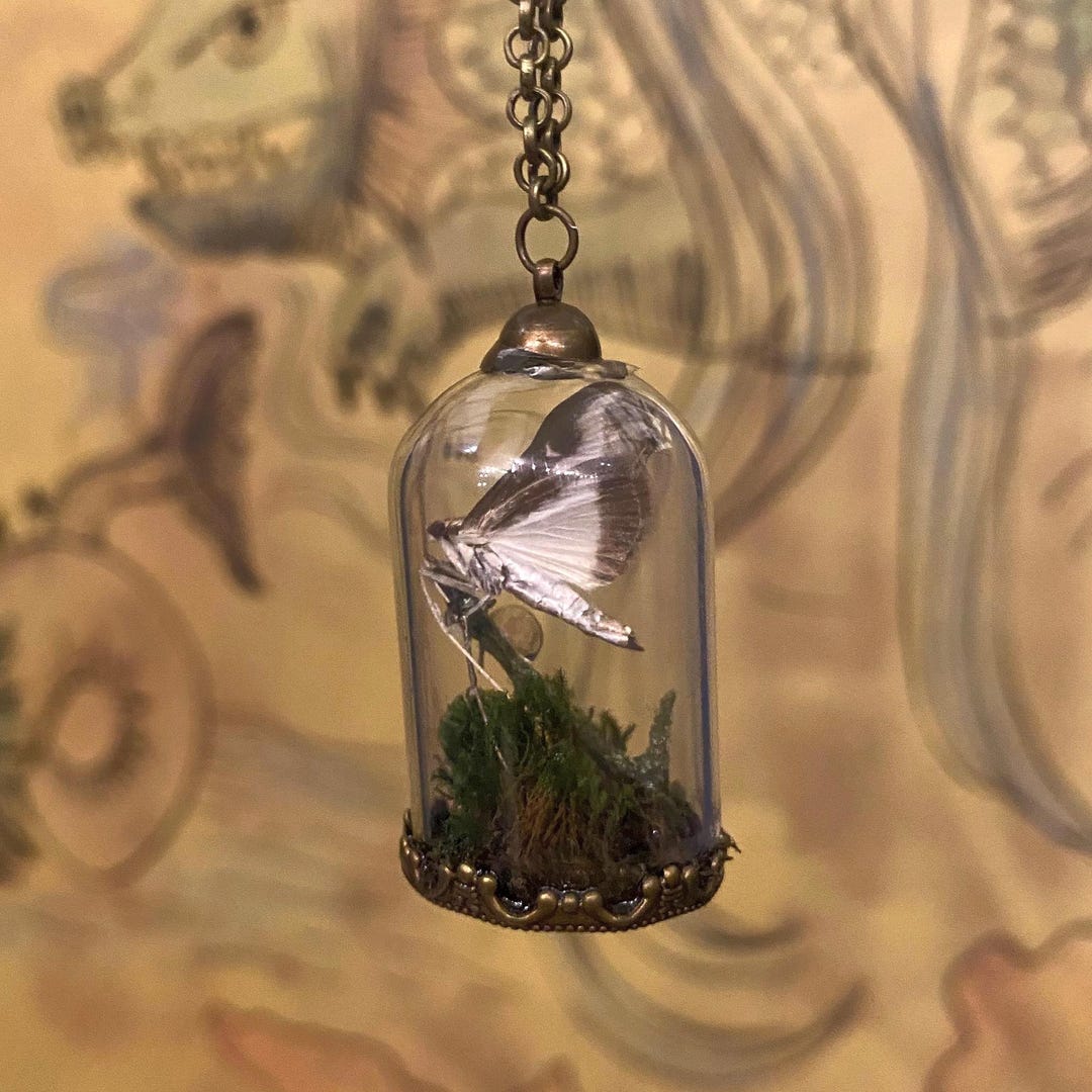 Gothic Box Moth Terrarium Pendant - Etsy