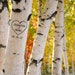 Personalized Birch Tree Print, Custom Art Print, Wedding Keepsake Gift ...