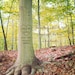 Personalized Tree Art, Roots of Love, Family Tree Print, Custom Photo ...