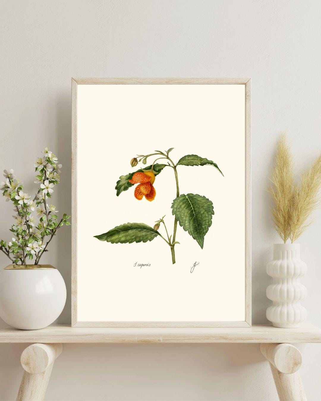 Jewelweed Botanical Print: Vintage Orange Wildflower Art (digital ...