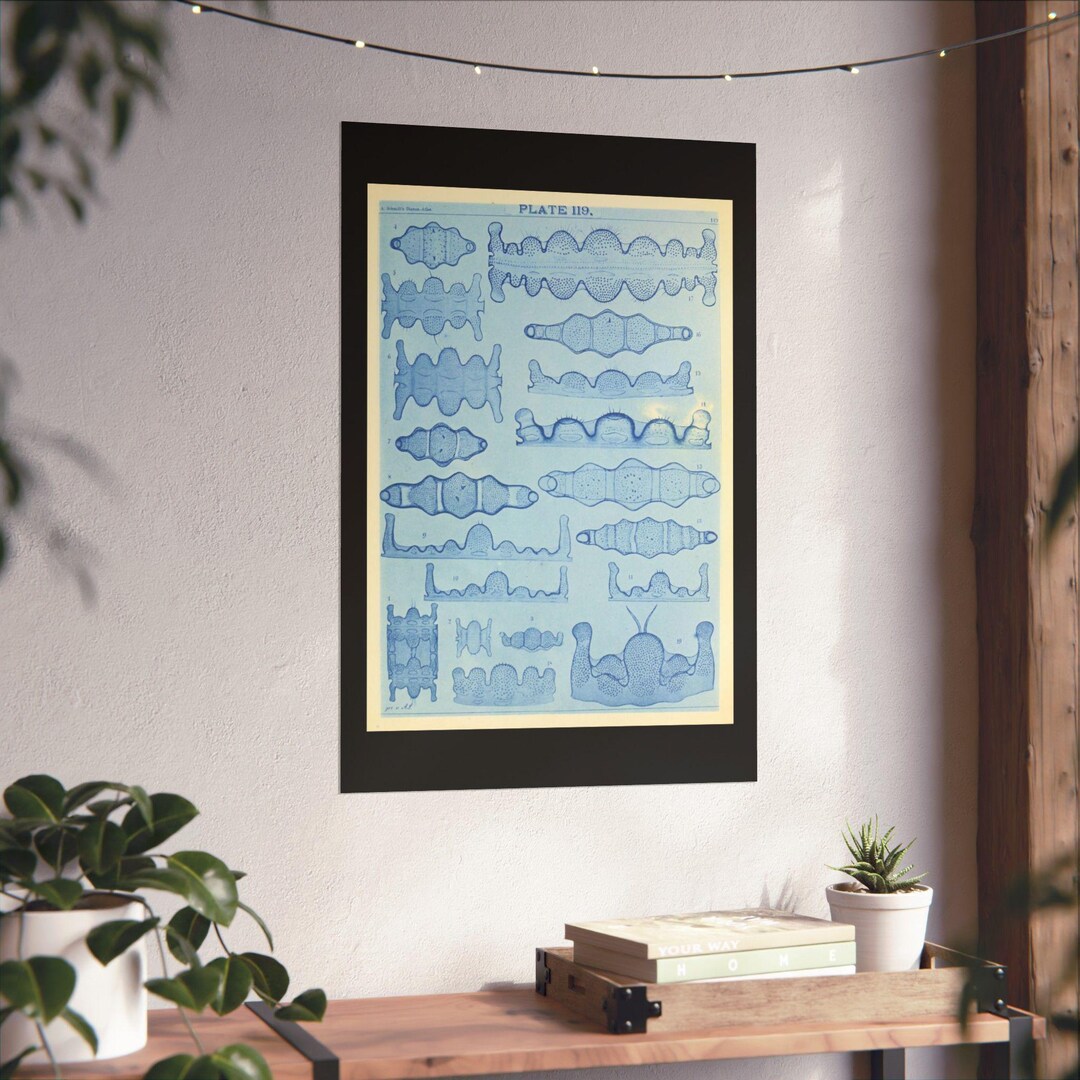 Diatom Illustration Matte Vertical Poster, Science Wall Art, Botanical ...
