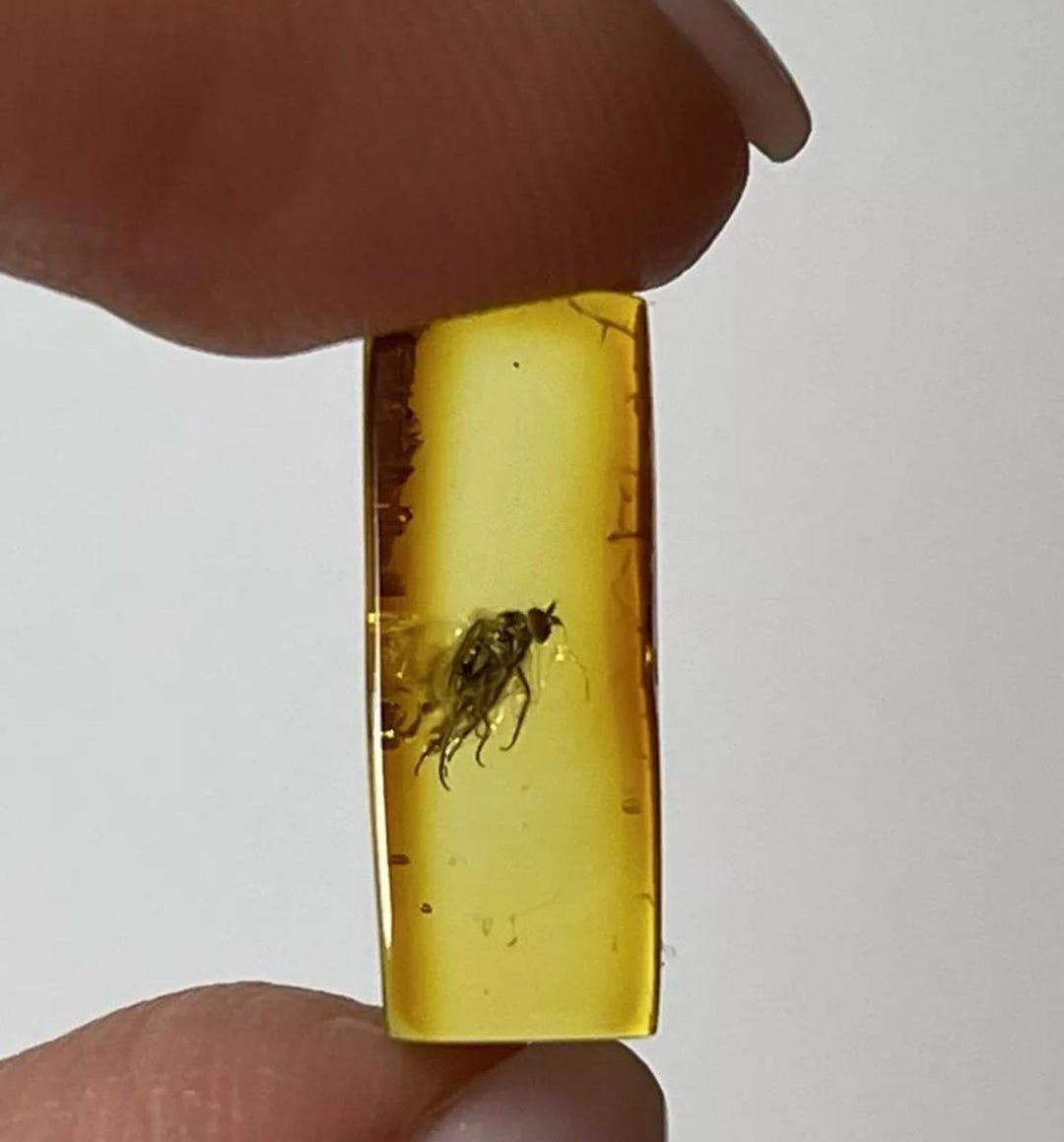 Amber Stone With Insect.inclusions in Amber.fossil Inclusion in Baltic ...