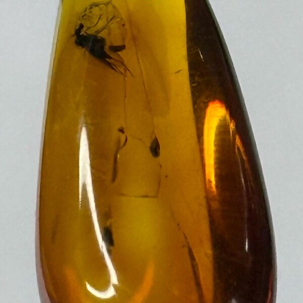 Amber Stone With Insect - Etsy