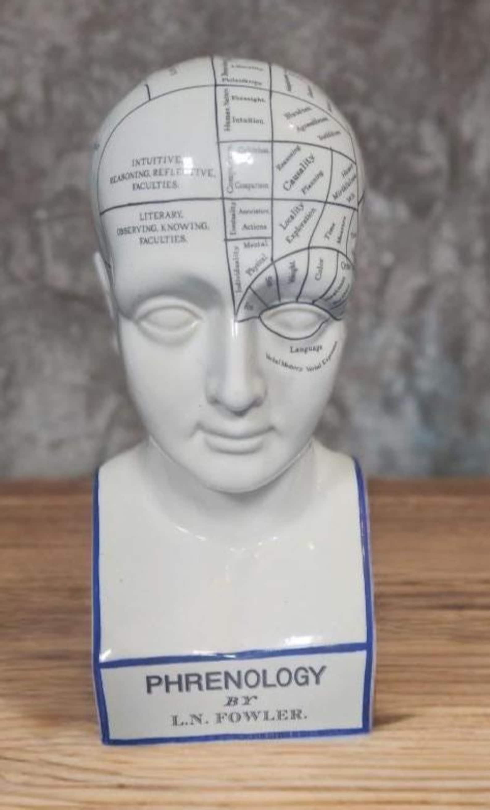 Vintage L.N. Fowler Phrenology Head – Limited Edition GSK ...