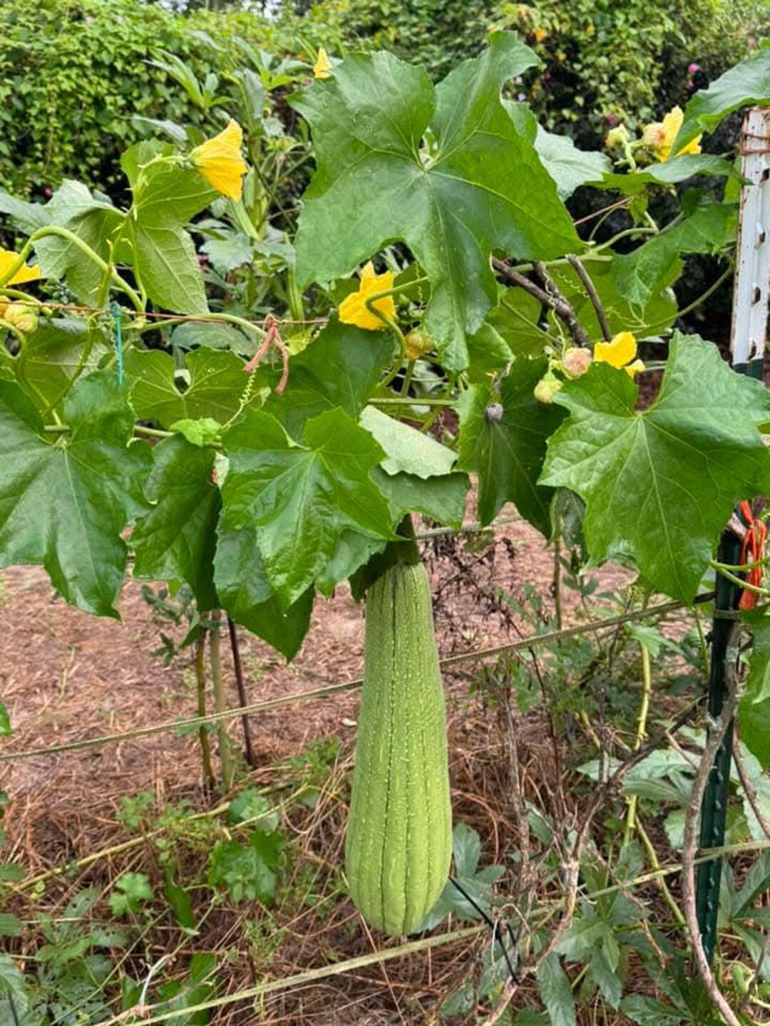 Loofah Gourd Sponge Seed Packet 12 Count - Etsy