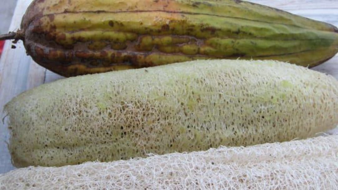 Luffa, Natural Sponge Made in Europe - Etsy