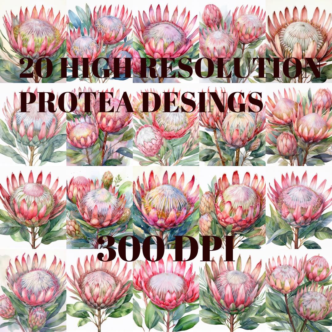 Watercolor Protea Clipart, 20 PNG Floral Designs (digital Download) - Etsy