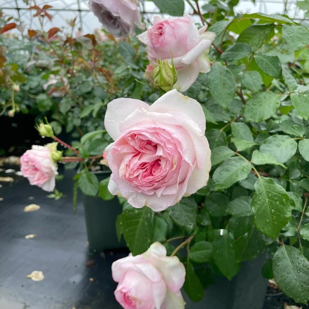 Roxanne Rose Live Perennial Rose Plant for Garden Ready to Plant ...