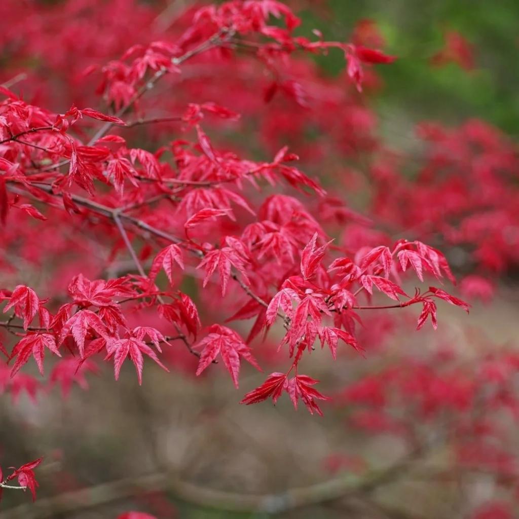 Japanese Maple Red Dancer - Etsy